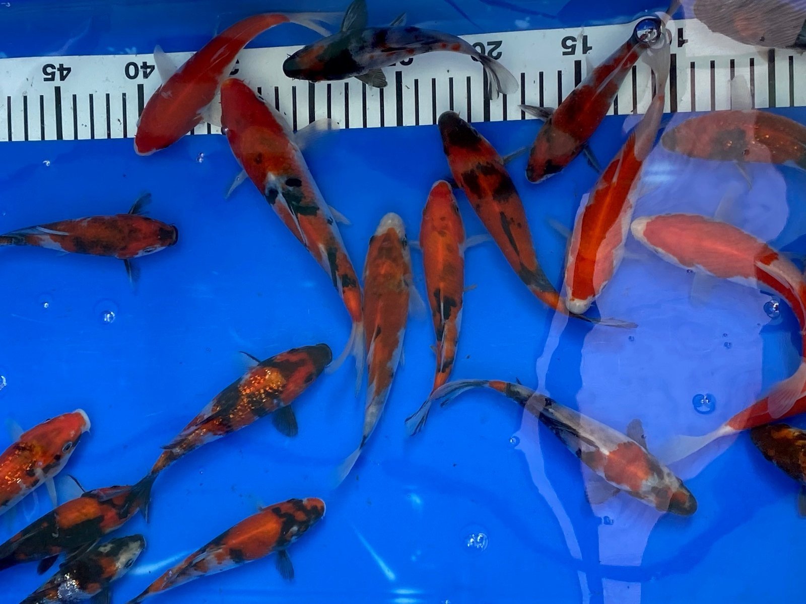 Koi – Marusei Showa 20-25 cm - Water & Garden
